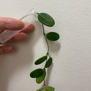 Hoya Spectatissima UNROOTED Cutting - Etsy
