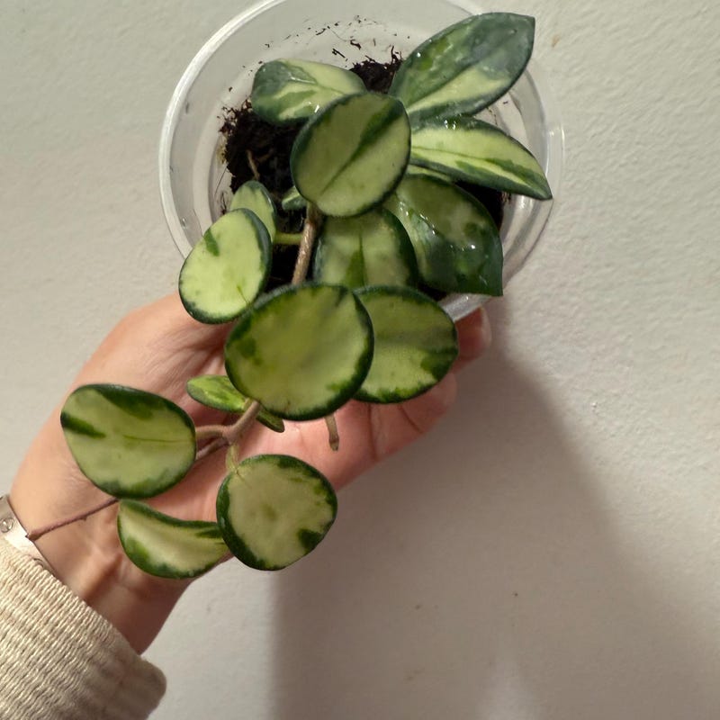 Hoya Mathilde - Etsy