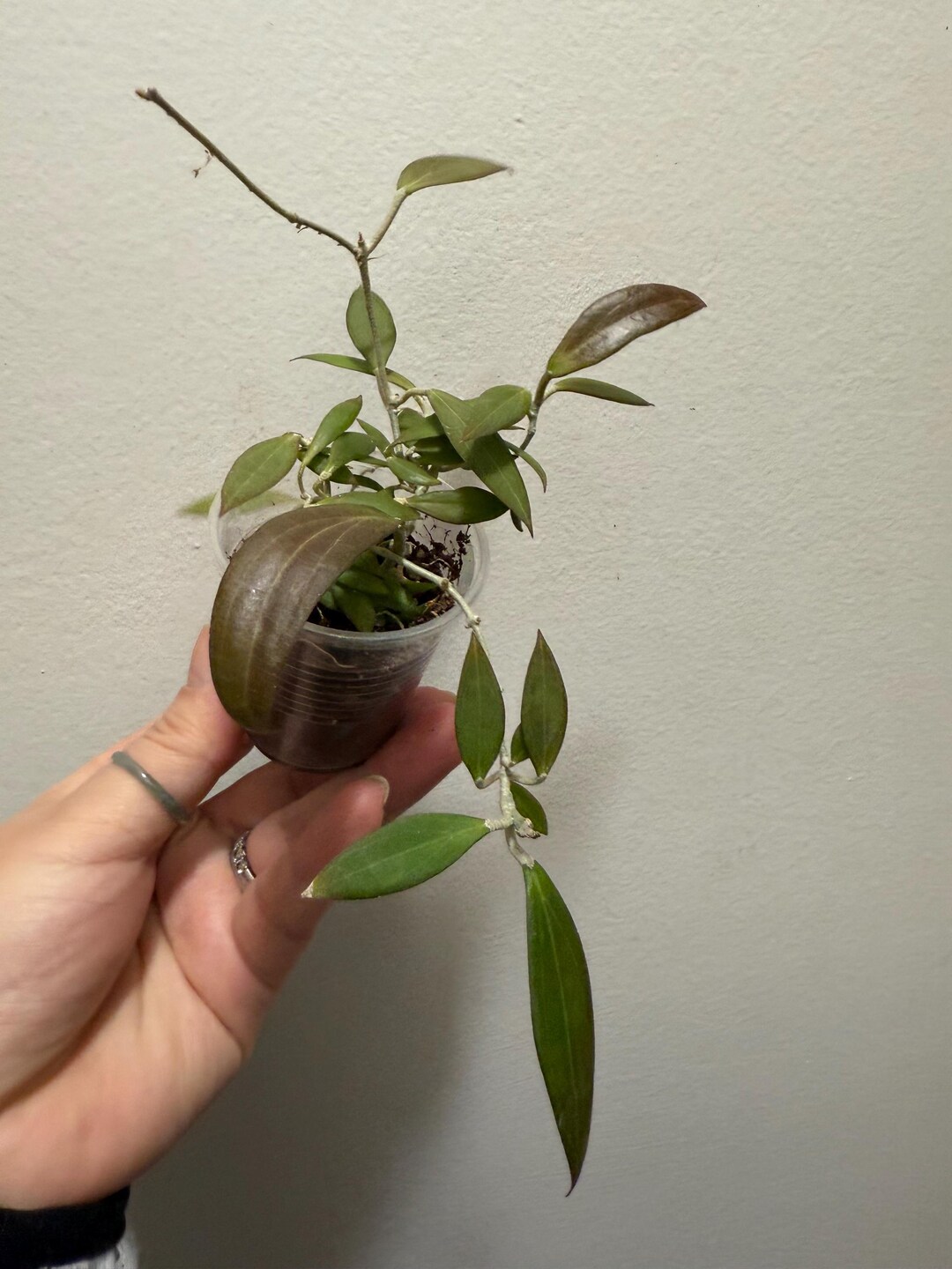 Hoya Microdwarf (NS12-323) - Etsy