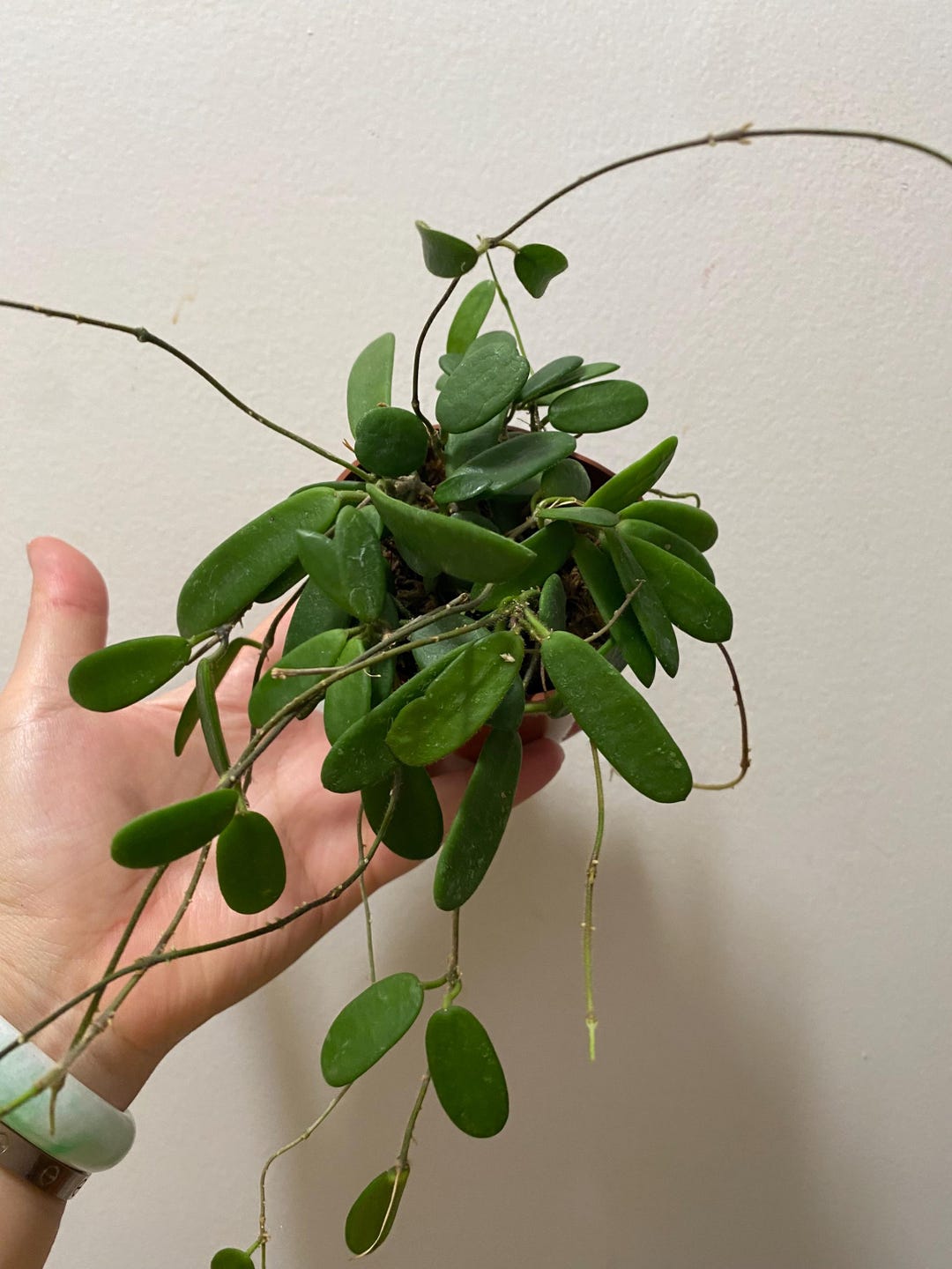 Hoya Spectatissima - Etsy