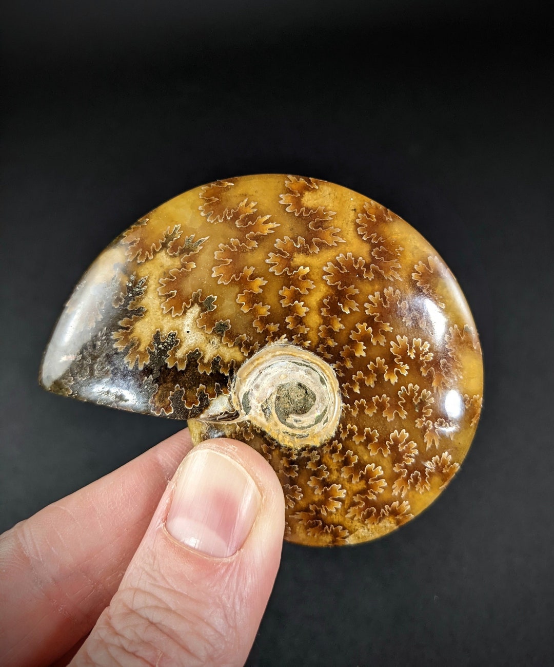 Ammonite Disc Fossil Conch With Beautiful "leaf" Pattern - Etsy