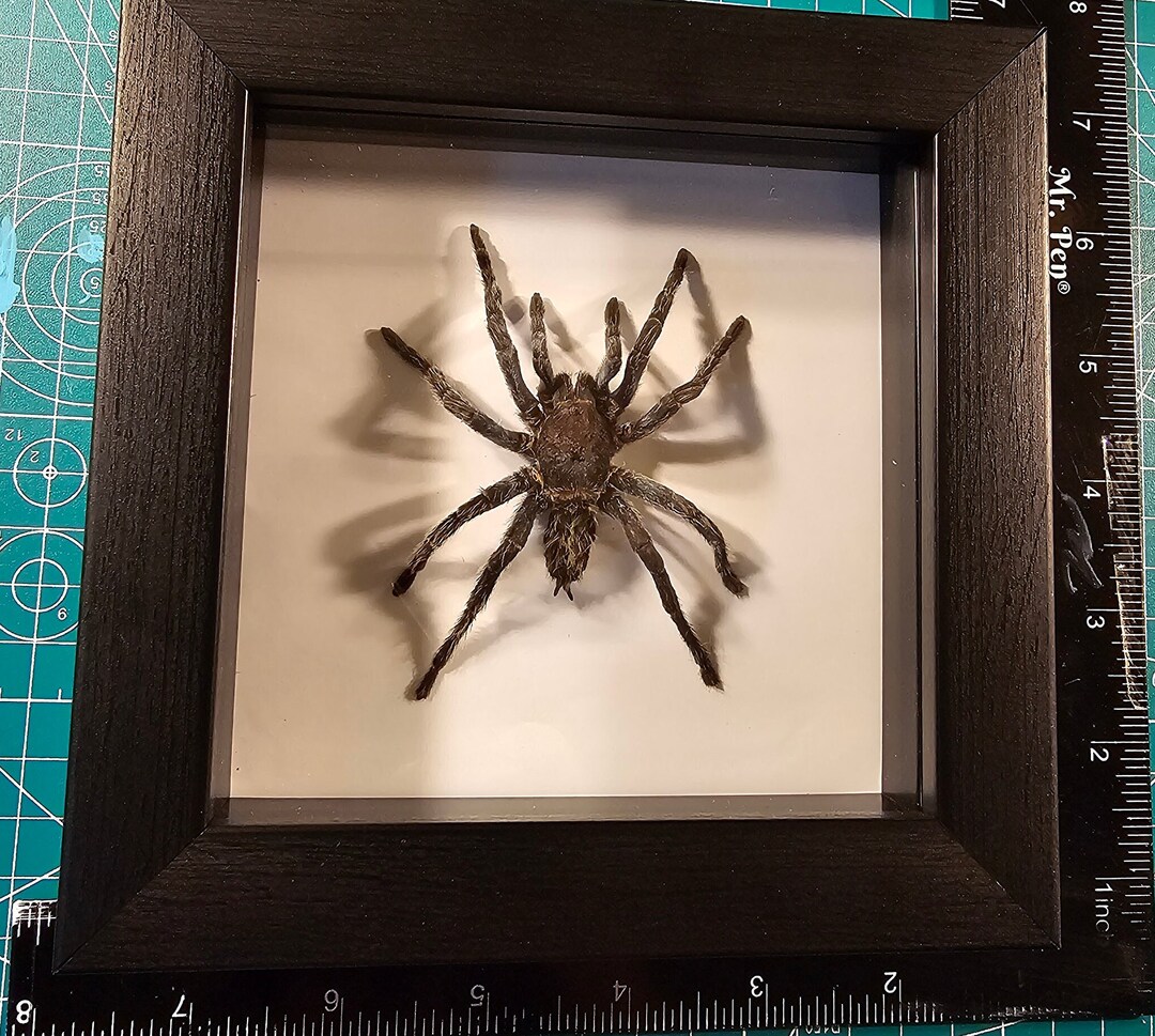 Hapalotremus Carabaya, 'peruvian Bird-eating Tarantula' - Etsy