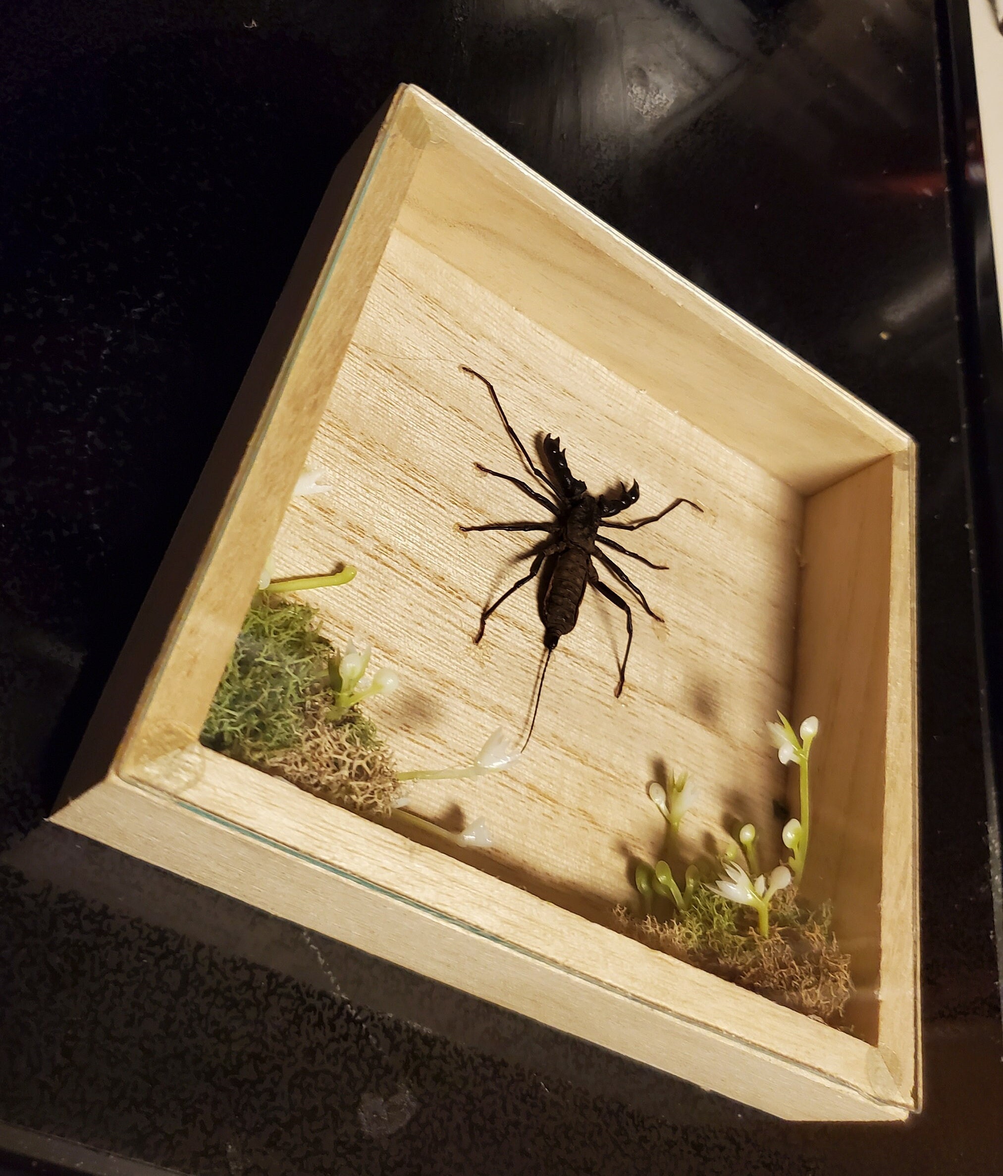 Stygophrynus Specimen-a Vinegaroon - Etsy