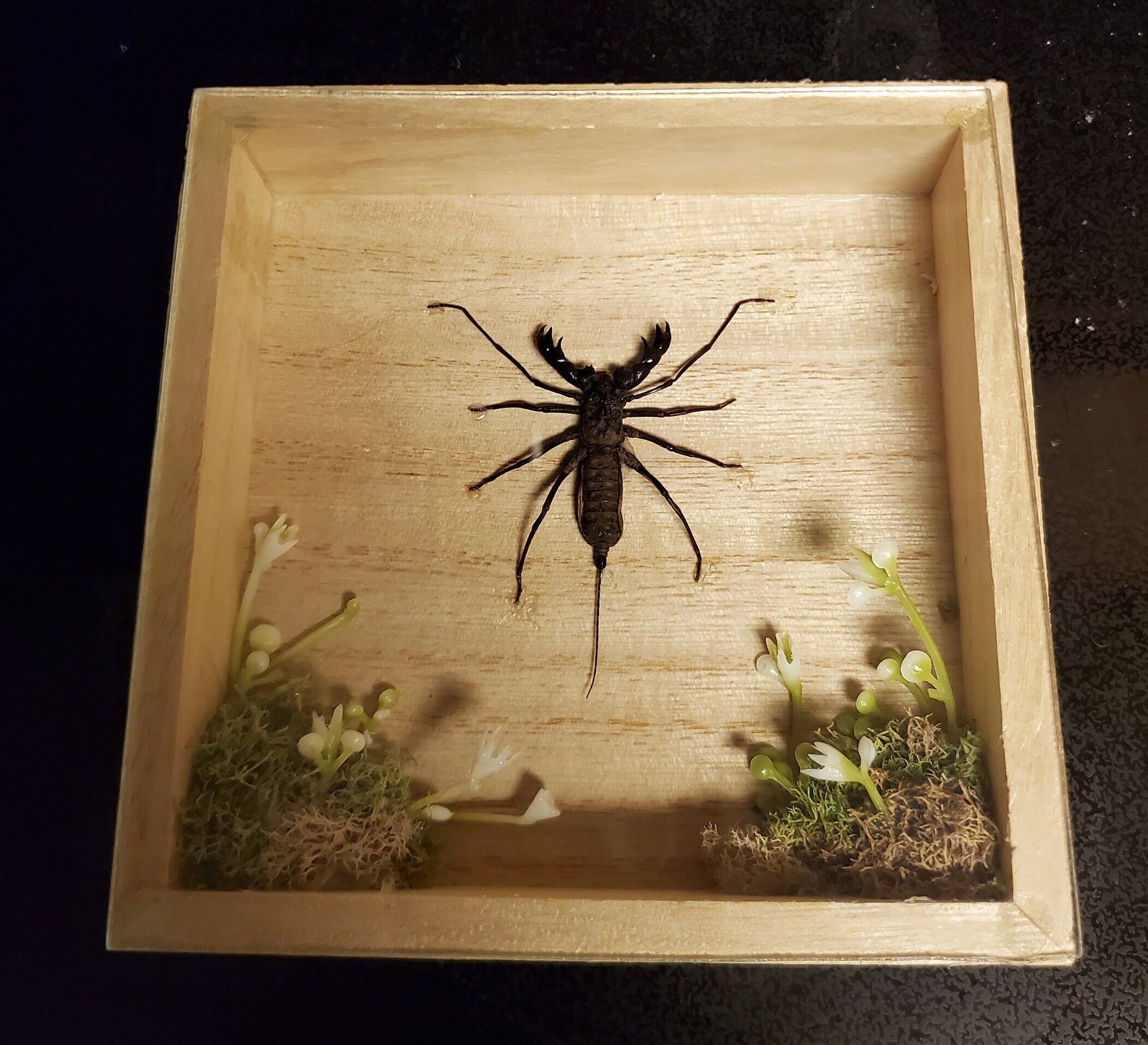 Stygophrynus Specimen-a Vinegaroon - Etsy