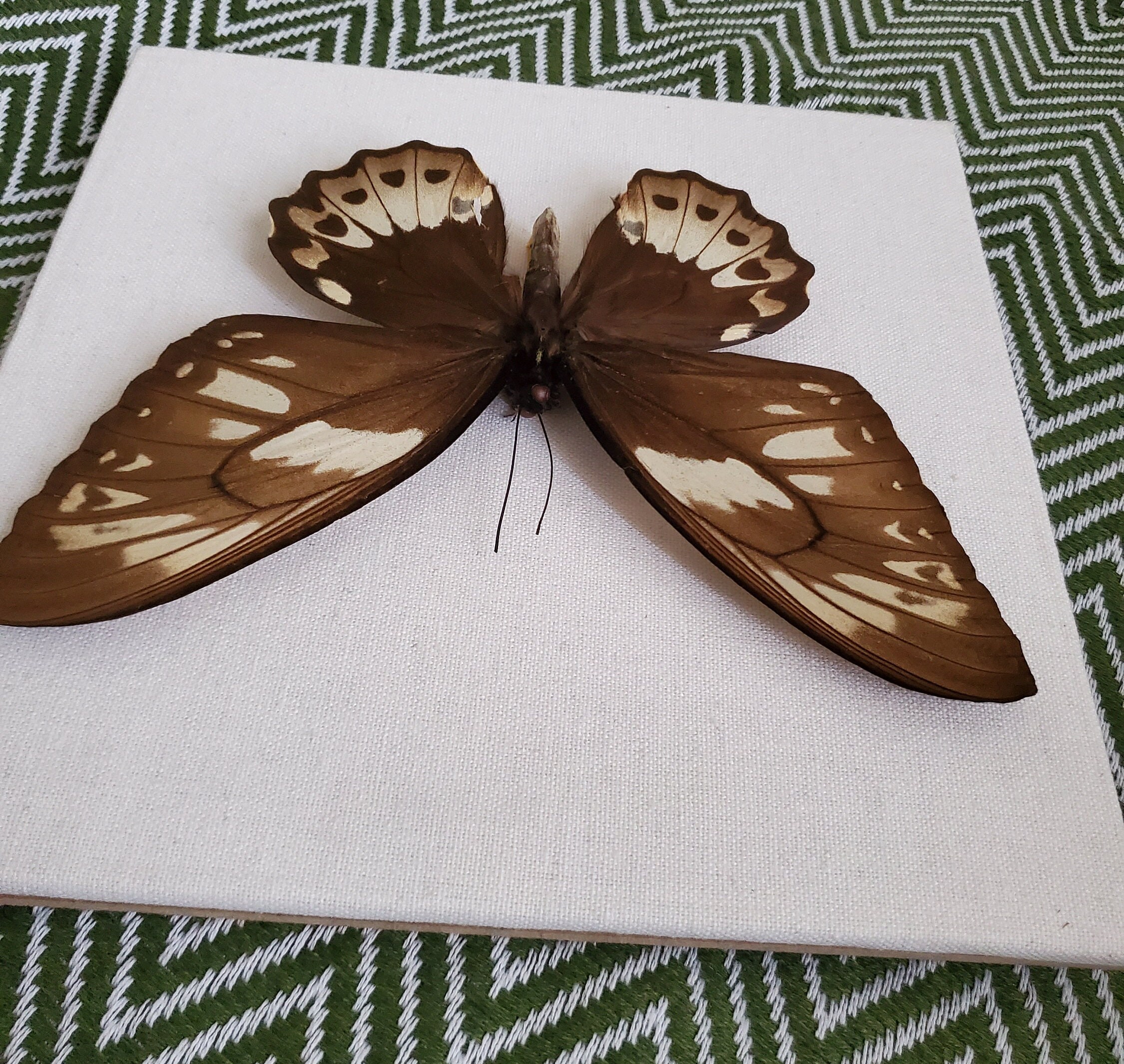 Ornithoptera Priamus-poseidon Female Birdwing Butterfly-mounted ...