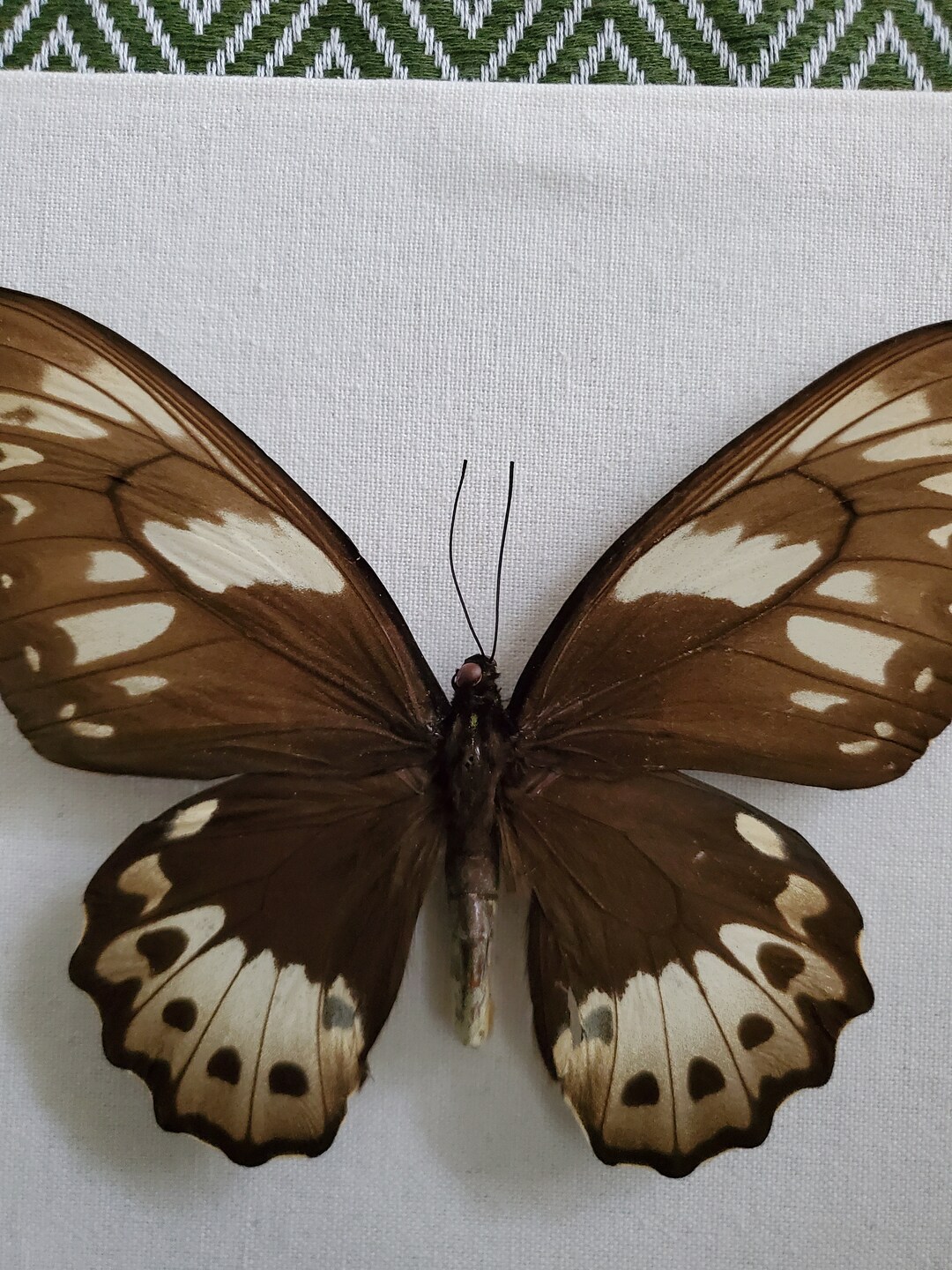 Ornithoptera Priamus-poseidon Female Birdwing Butterfly-mounted ...