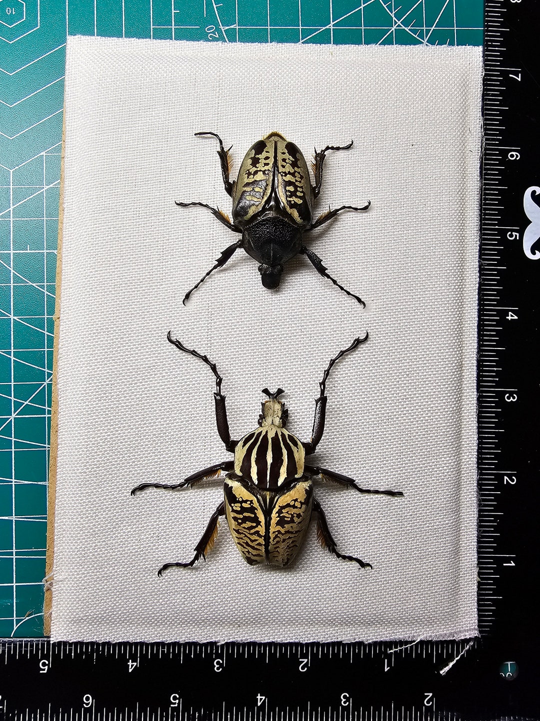 Goliathus Albosignatus Kirkianus-male and Female Goliath Beetles ...