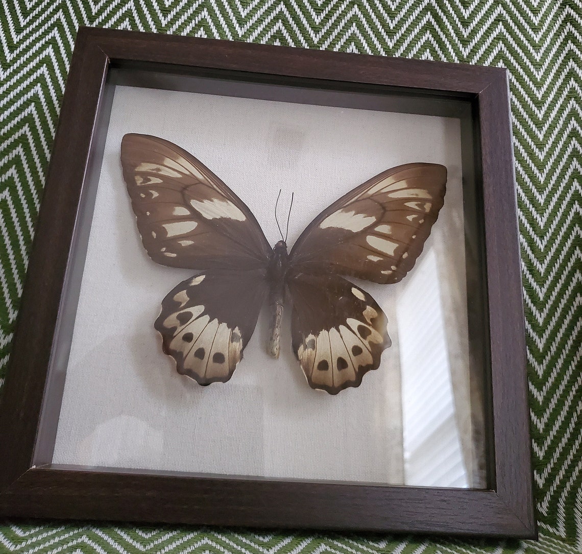 Ornithoptera Priamus-poseidon Female Birdwing Butterfly-mounted ...