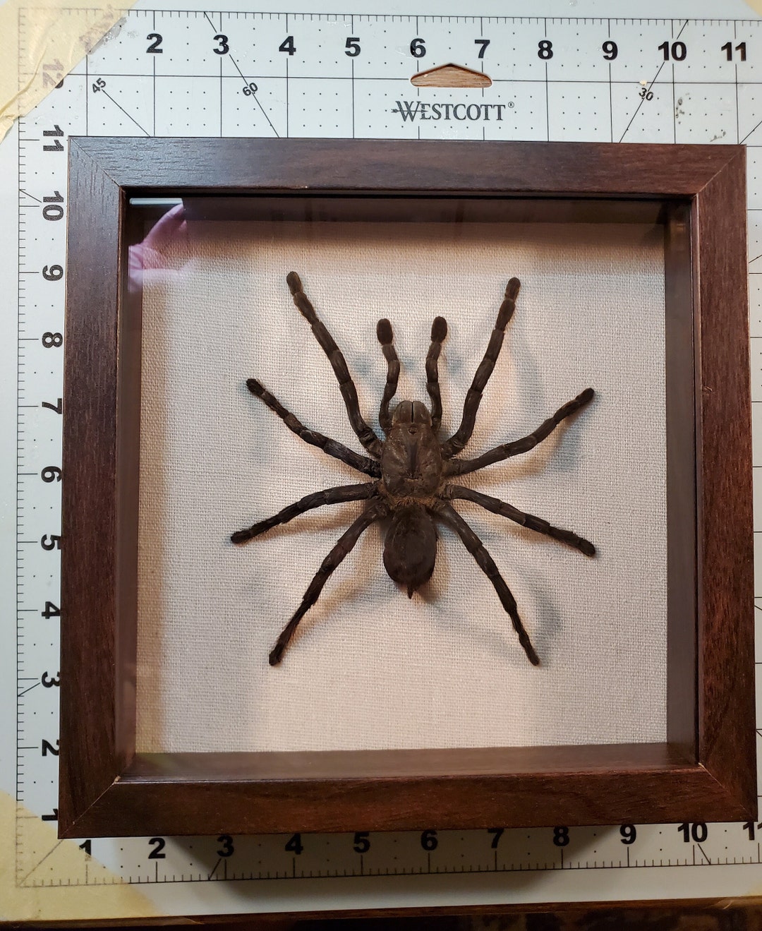 Haplopelma Minax/ Thailand Black Tarantula-mounted, Spread & Framed - Etsy