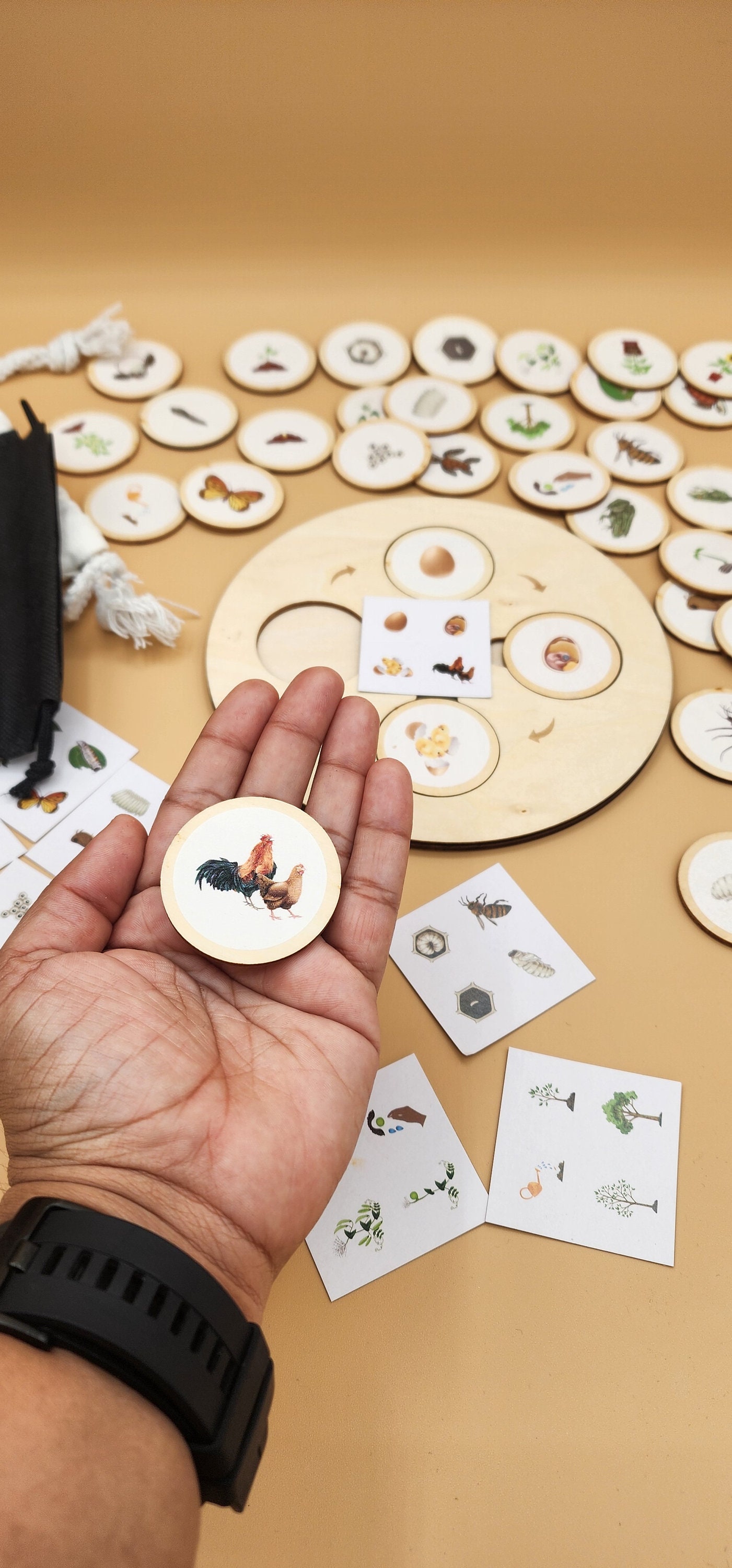 Montessori Wooden Life Cycle Board Montessori Inspired - Etsy