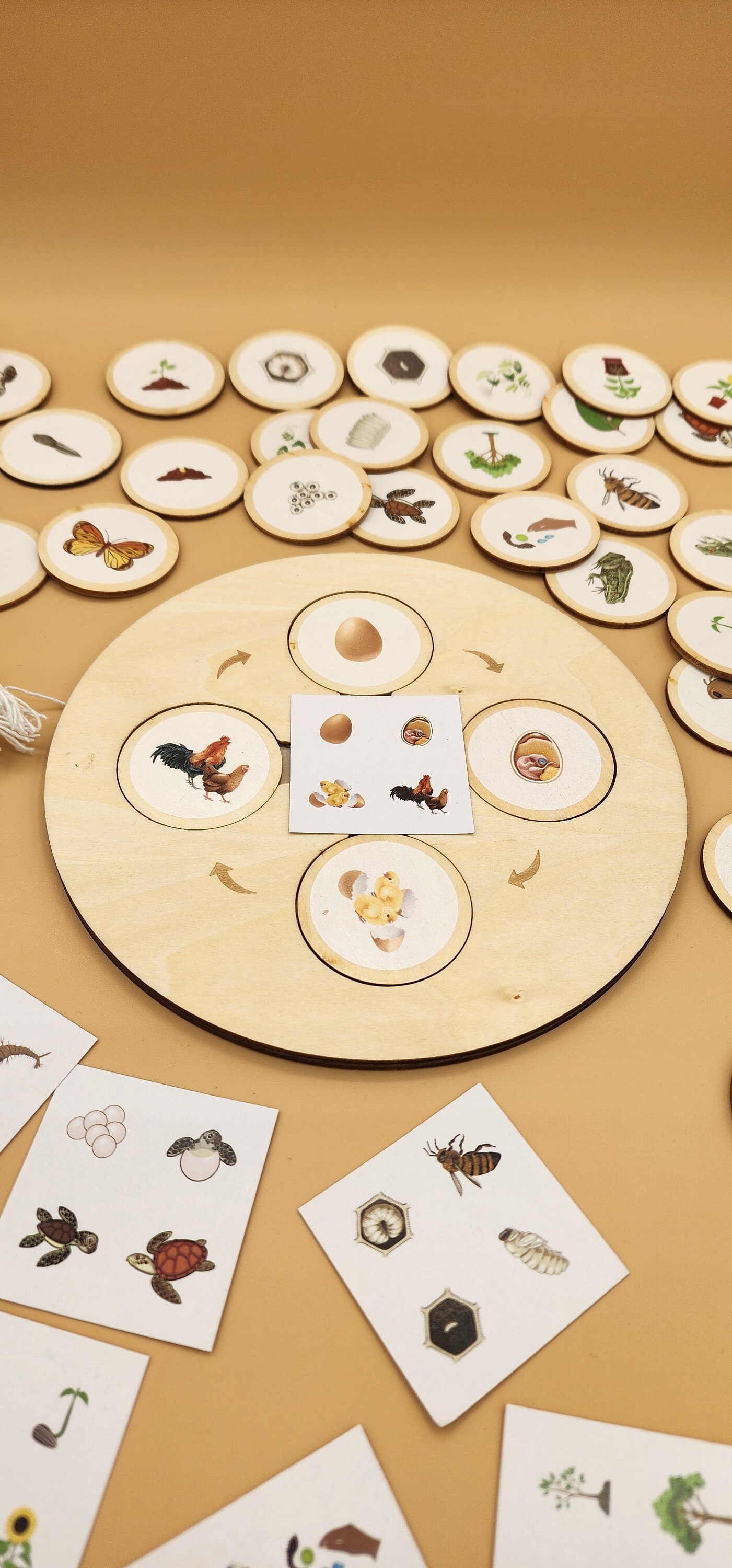 Montessori Wooden Life Cycle Board Montessori Inspired - Etsy