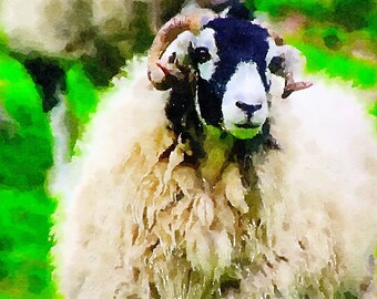 Scottish Sheep Wall Art - Etsy