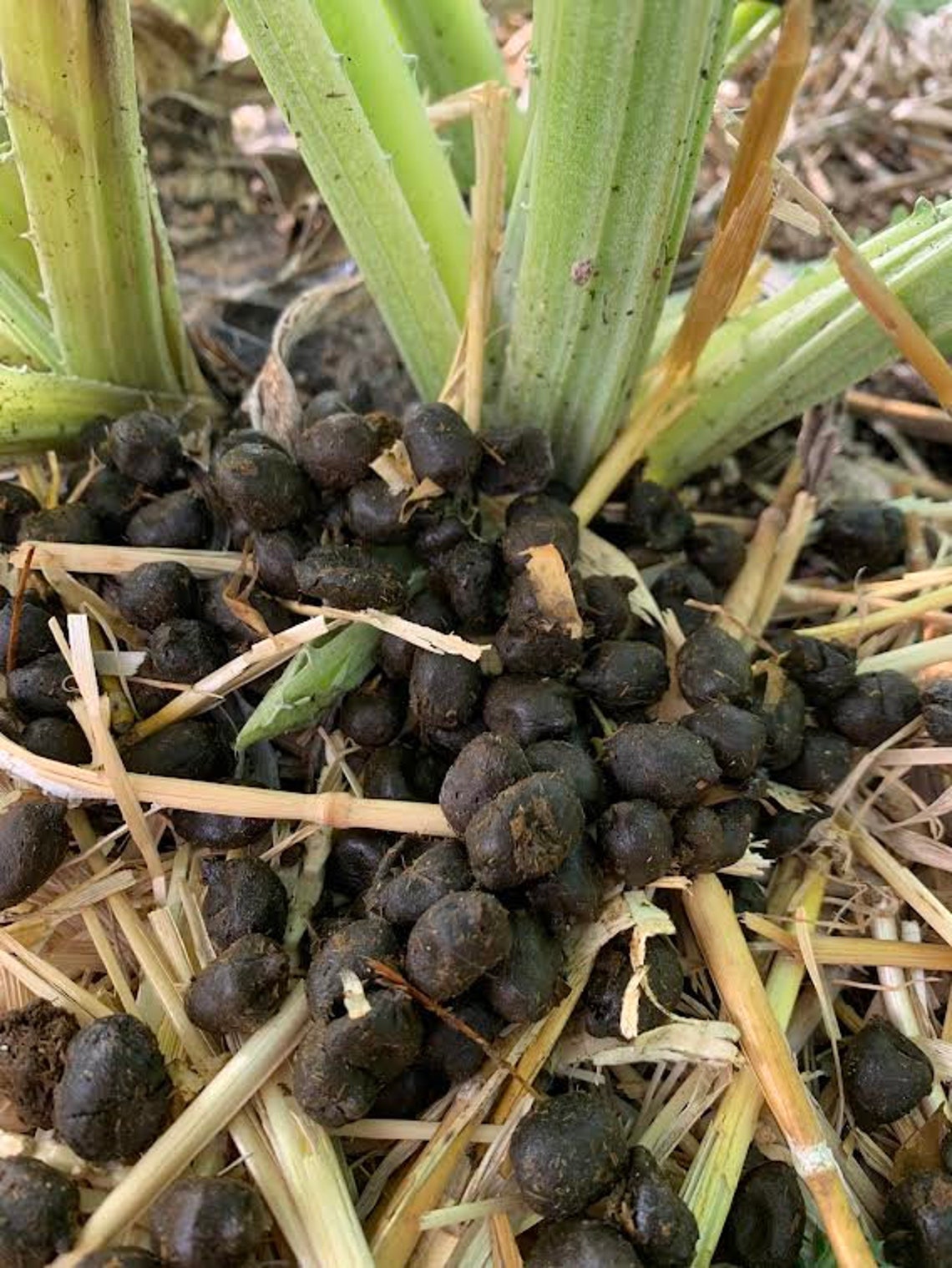 9lbs Alpaca Manure, Soil Amendment, Garden Fertilizer, Ships Free - Etsy