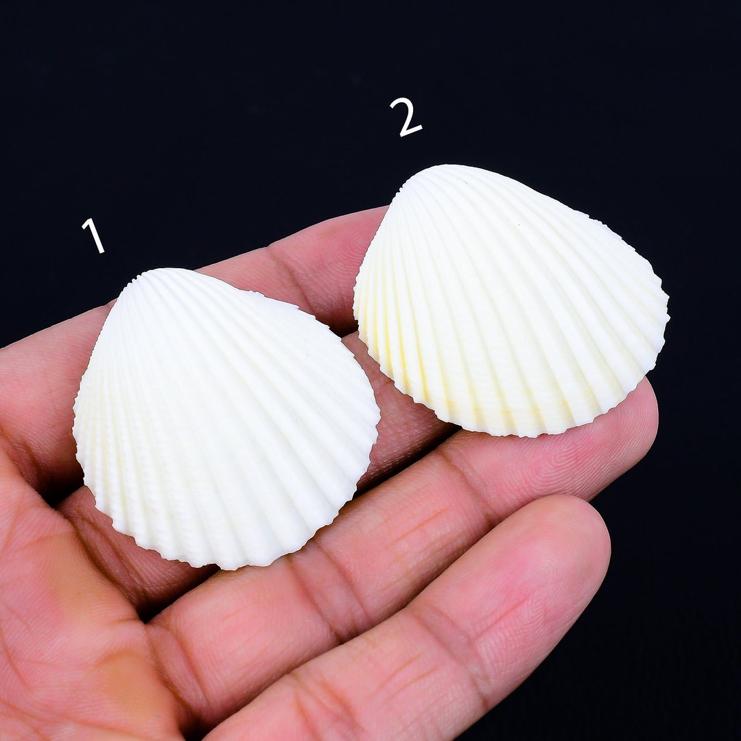 Natural Sea Shell / 32.55 Cts White Gemstone/ Fancy Faceted Sea Shell ...