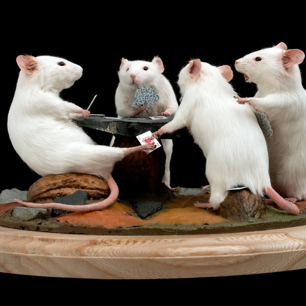 Taxidermy Mice - Etsy