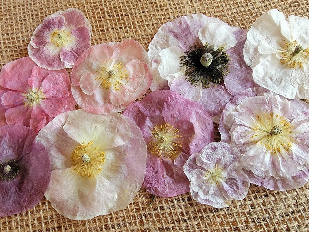 Dried Poppy Flowers 10 Flower Heads Collection 2 - Etsy