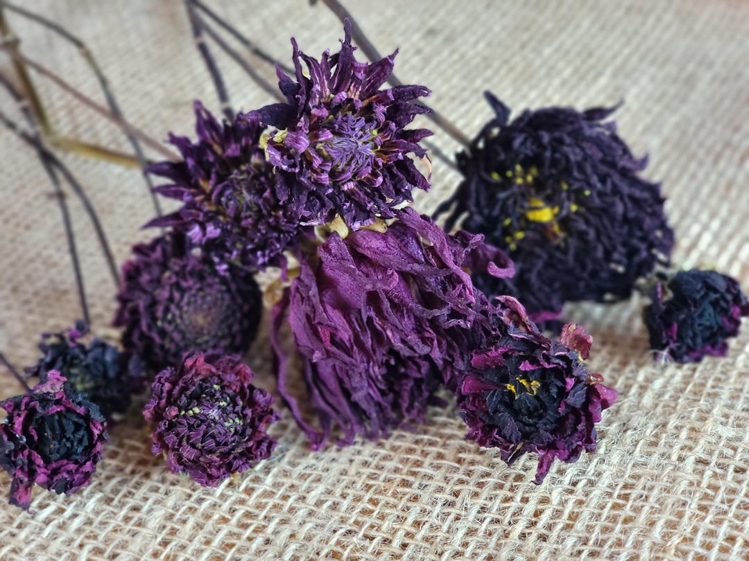 Naturally Dried Dahlia Flowers 10 Stems Purple & Black (collection 7 ...