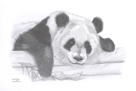 Panda Adult Art Drawing Prints A4/A3 Size Greetings/note Card - Etsy UK
