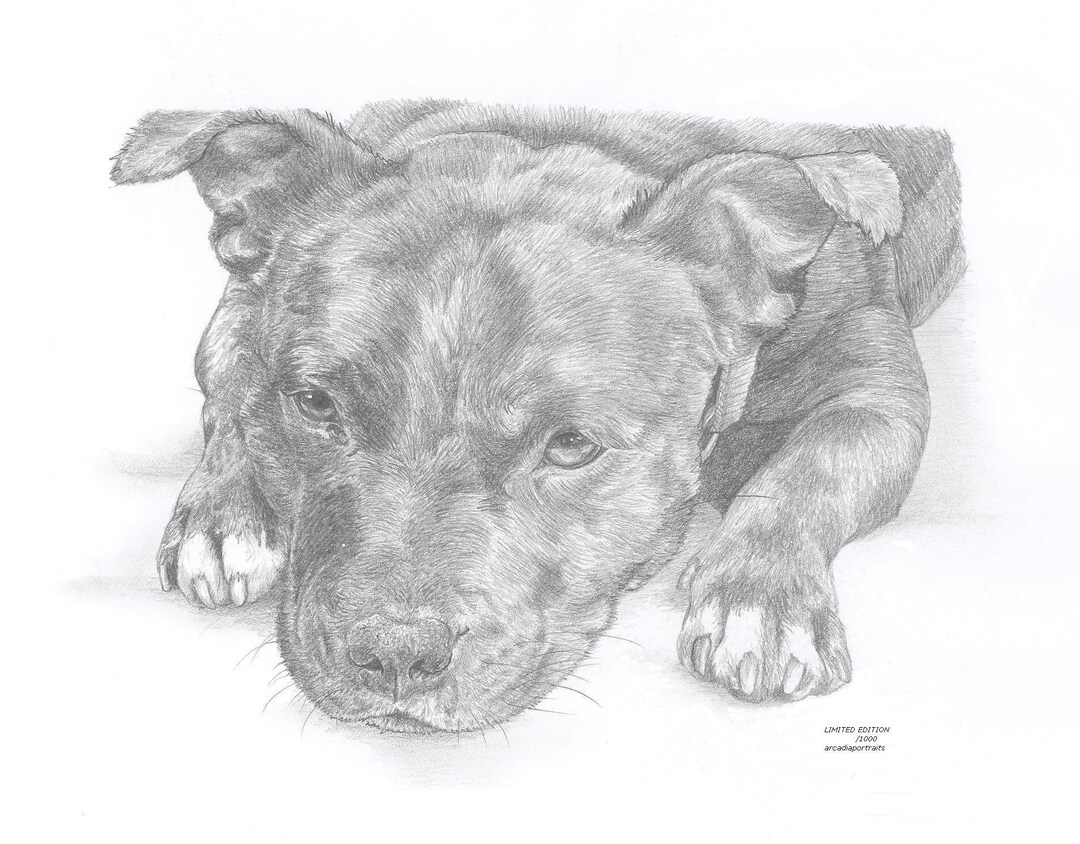 Staffordshire Bull Terrier, Staffie, Staffy Dog no.2 Art Drawing Prints ...