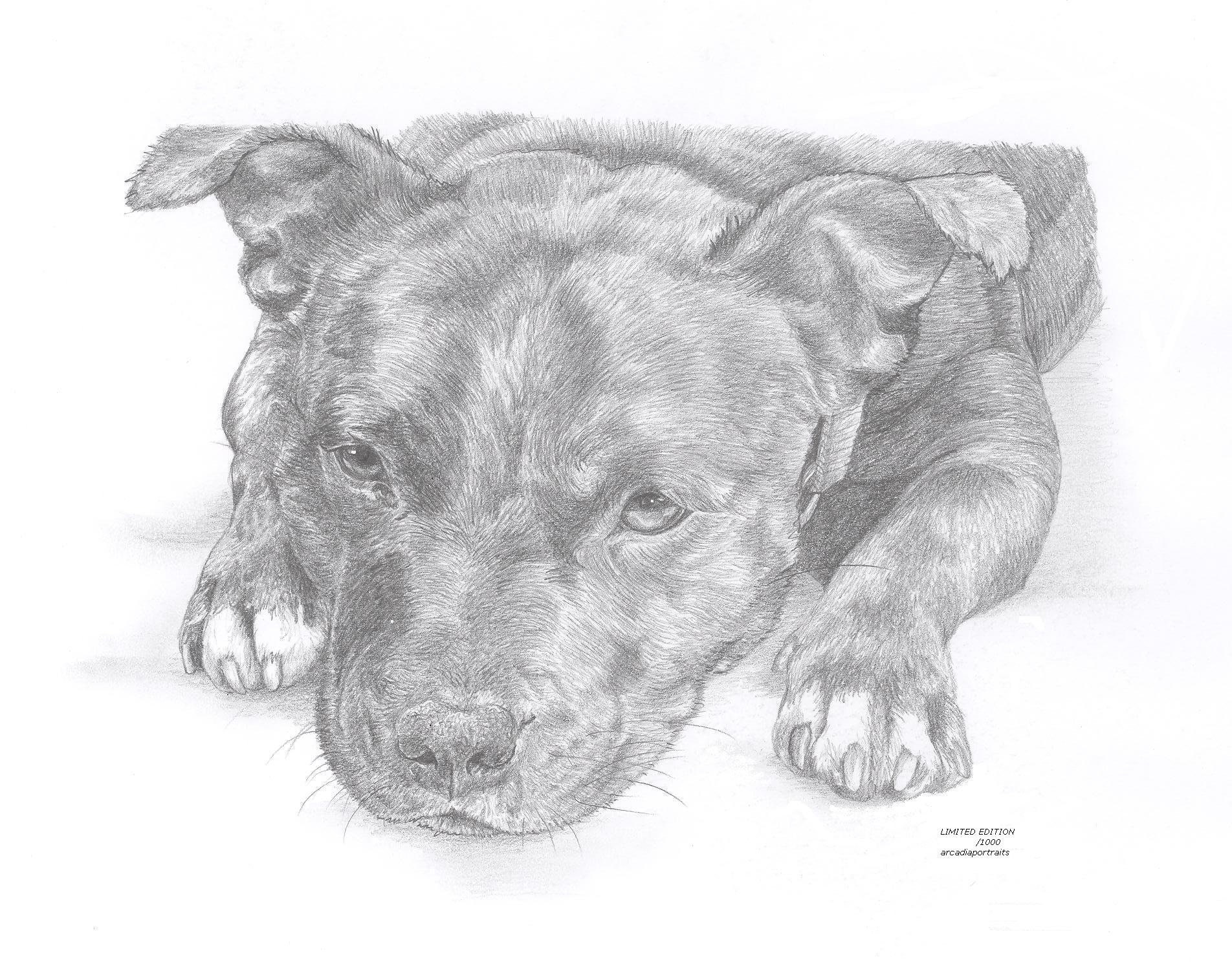 Staffordshire Bull Terrier, Staffie, Staffy Dog no.2 Art Drawing Prints ...