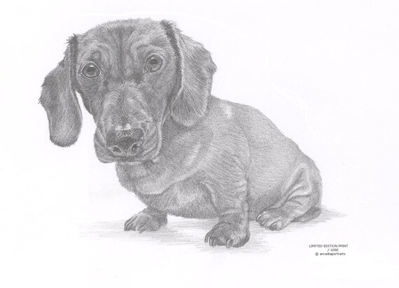 Dachshund Dog Art Drawing Prints A4/A3 Size Greetings/note - Etsy UK