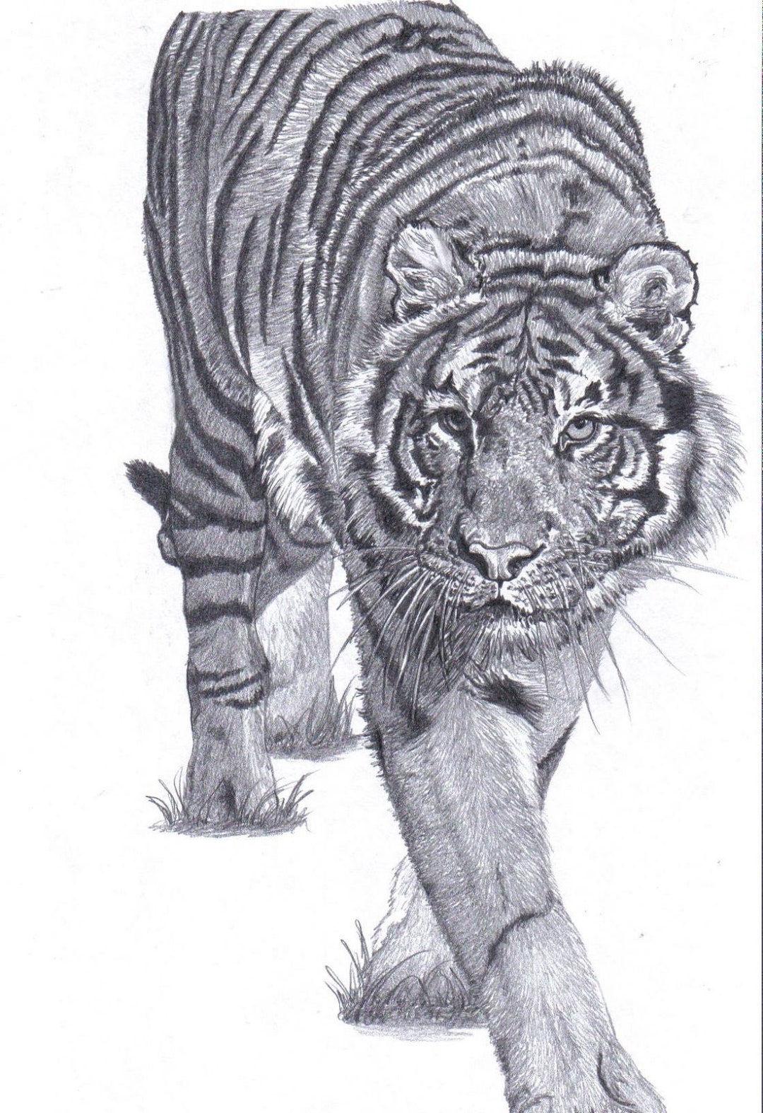 Tiger Prowling Art Drawing Prints A4/A3 Size Greetings/note - Etsy UK