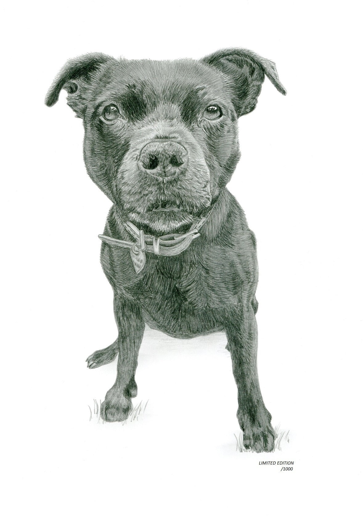 Staffordshire Bull Terrier, Staffie, Staffy Dog no.7 Art Drawing Prints ...