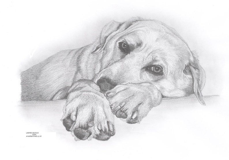Golden Labrador Dog no.1 Art Drawing Prints A4/A3 Size - Etsy