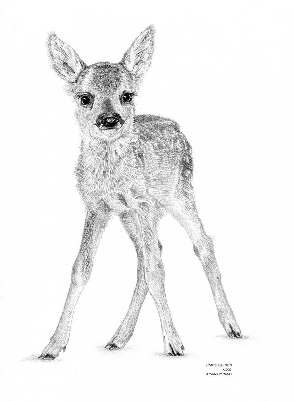 Fawn, Deer Art Drawing Prints A4/A3 Size, Greetings/note Card card Can ...