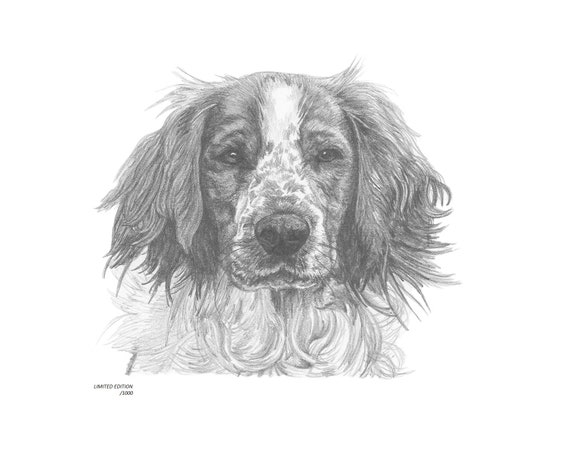 Springer Spaniel Dog no:4 Art Drawing Prints A4/A3 Size - Etsy UK