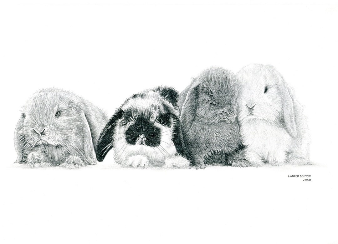 Lop Eared Bunny Rabbit Bunnie Chums Art Drawing Prints A4/A3 Size ...