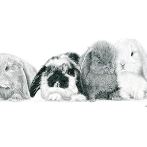 Lop Eared Bunny Rabbit Bunnie Chums Art Drawing Prints A4/A3 Size ...