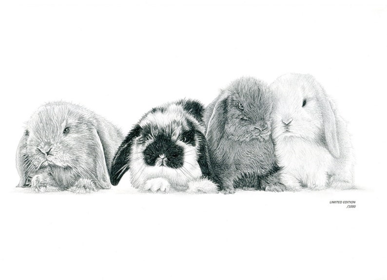 Lop Eared Bunny Rabbit Bunnie Chums Art Drawing Prints A4/A3 Size ...
