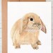Lop Eared Rabbit Bunny Colour no.4 Art Drawing Prints A4/A3 - Etsy