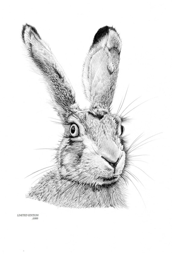 Hare no:2 Art Drawing Prints A4/A3 Size Greetings/note Card | Etsy