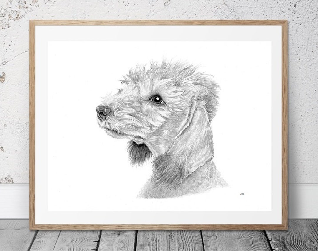 Bedlington Terrier Beddy Whippet Lurcher Art Drawing Prints A4/A3 Size ...
