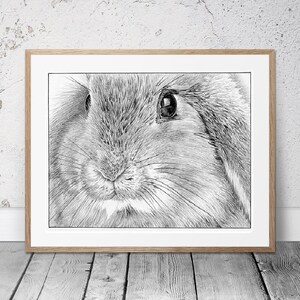 Lop Eared Rabbit Bunny no.3 Art Drawing Prints A4/A3 Size - Etsy UK