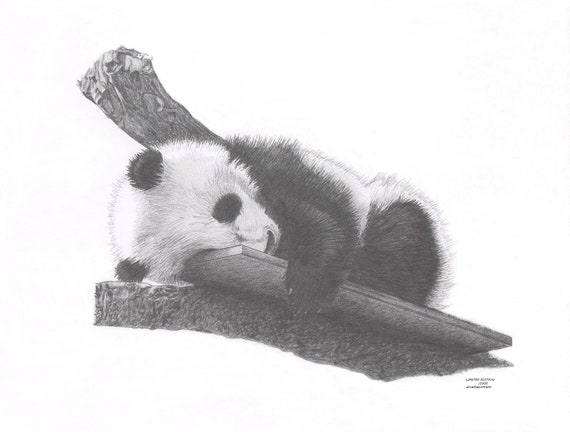 Panda Cub Art Drawing Prints A4/A3 Size Greetings/note Card - Etsy UK