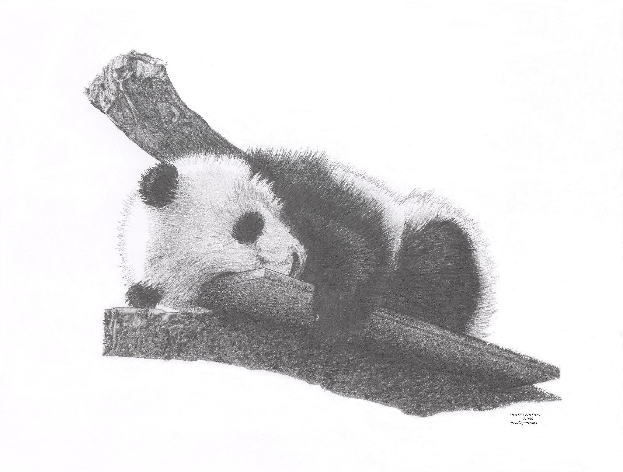 Panda Cub Art Drawing Prints A4/A3 Size, Greetings/note Card card Can ...