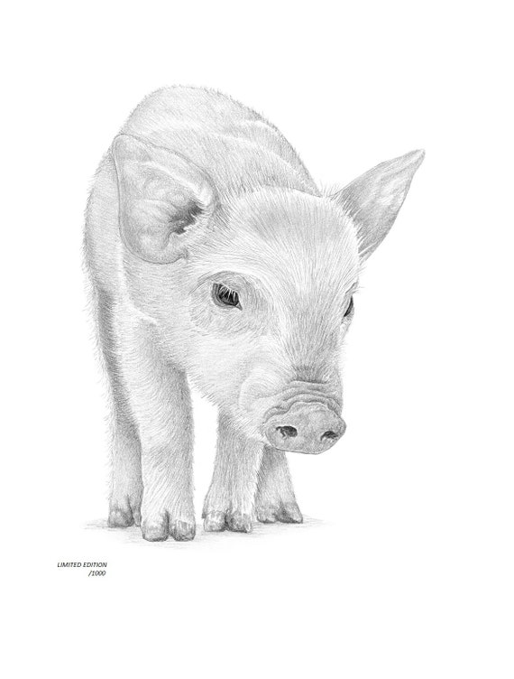 Pig Piglet no:2 Art Drawing Prints A4/A3 Size | Etsy UK