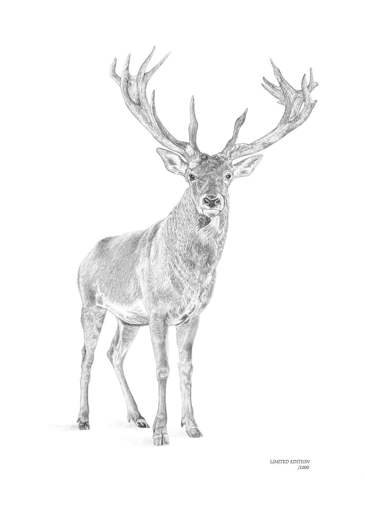 Stag, Male Red Deer Art Drawing Prints A4/A3 Size, Greetings/note Card ...