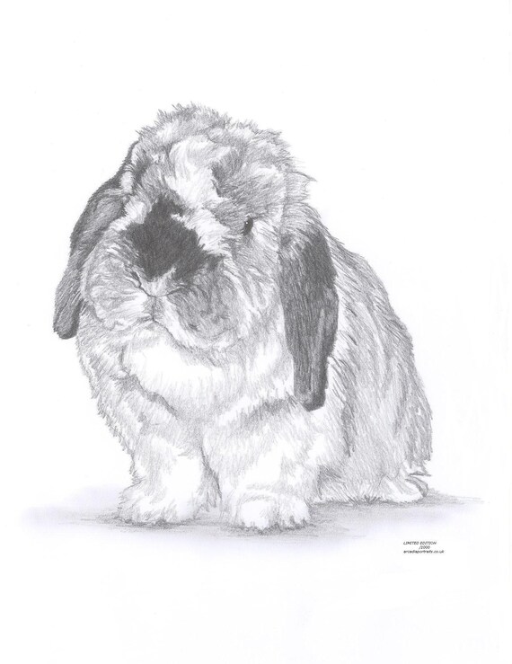 Lop Eared Rabbit Bunny no:2 Art Drawing Prints A4/A3 Size - Etsy UK