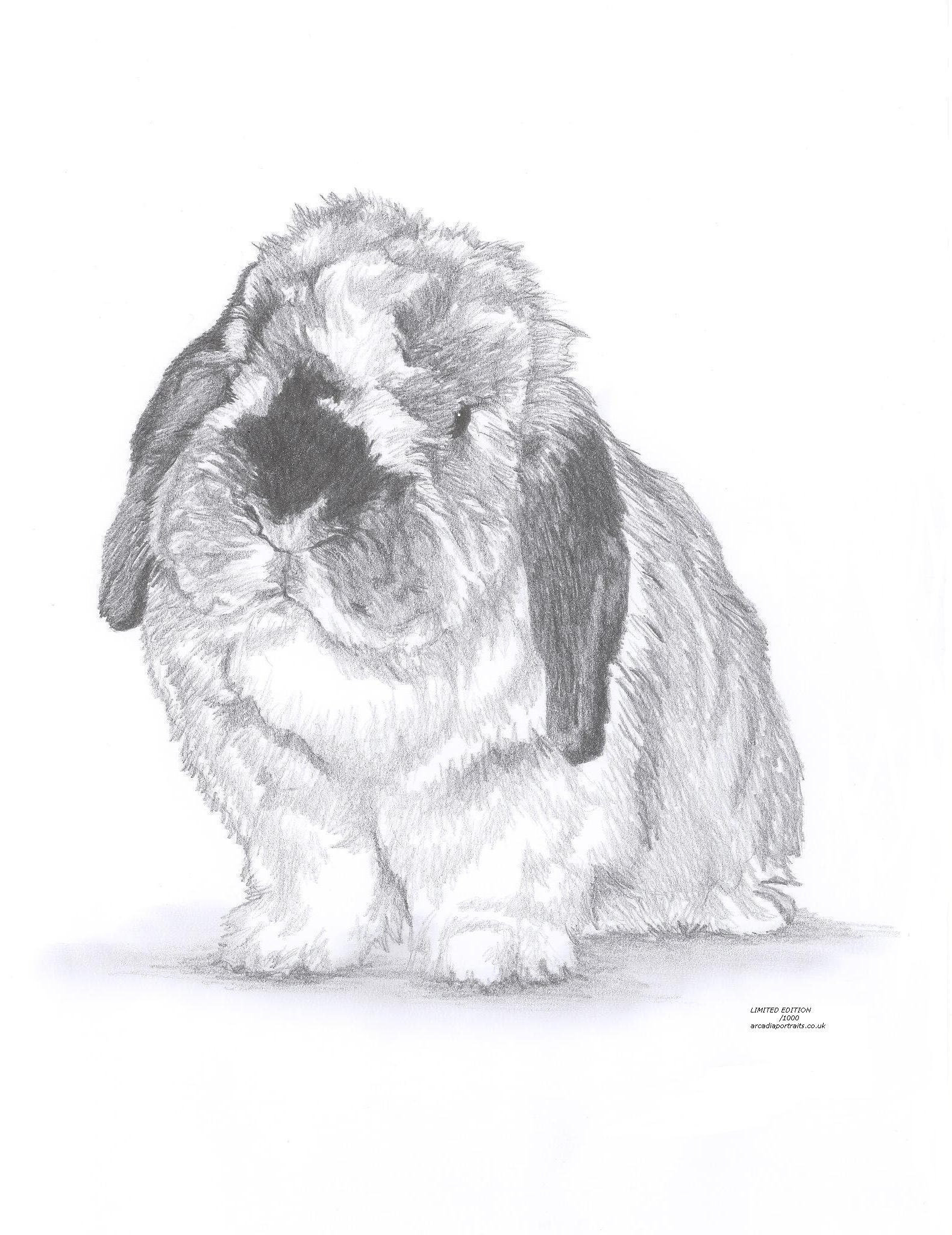 Lop Eared Rabbit Bunny no.2 Art Drawing Prints A4/A3 Size, Greetings ...