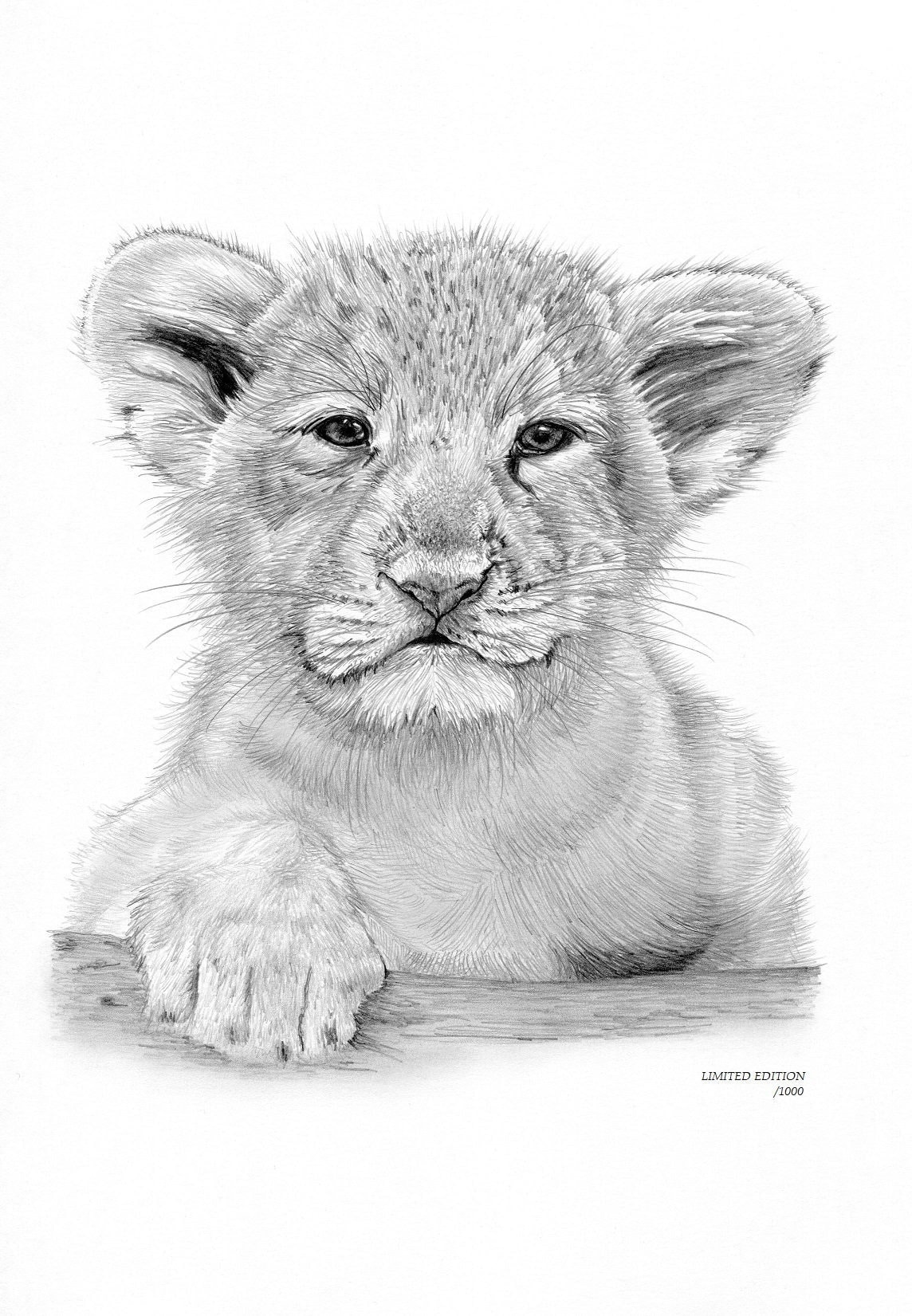 Easy Baby Lion Drawing