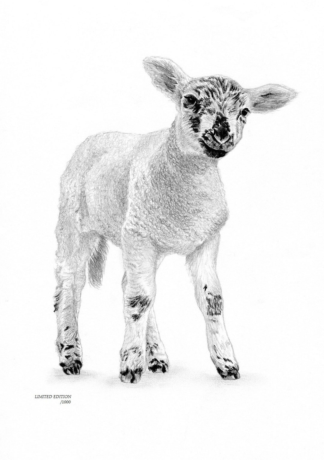 Lamb Art Drawing Prints A4/A3 Size, Greetings/note Card card Can Be ...