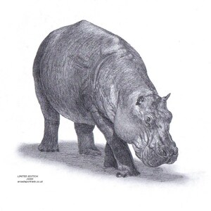 Hippopotamus Hippo Art Drawing Prints A4/A3 Size - Etsy