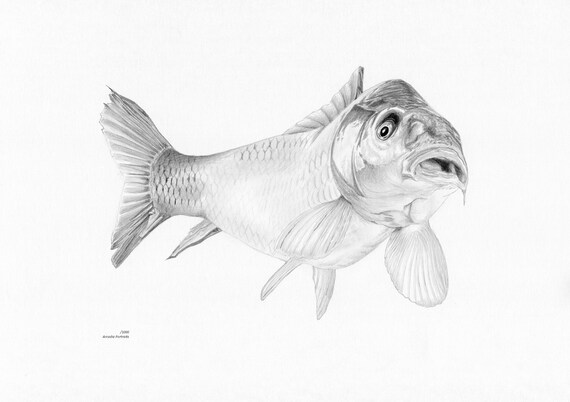 Asian Carp Drawing