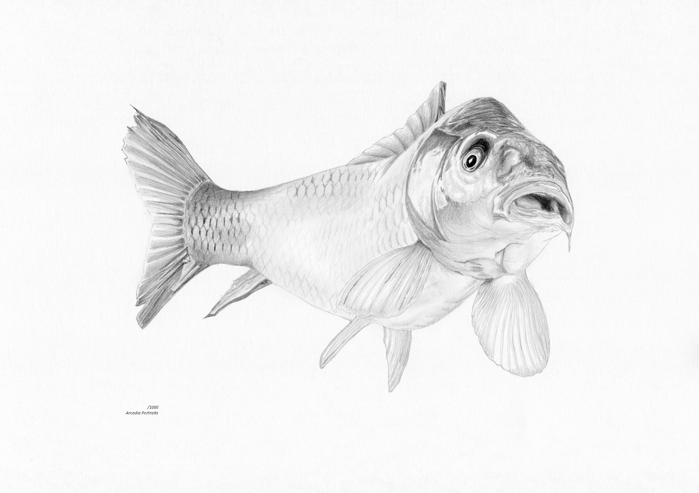Carp Fish Drawing