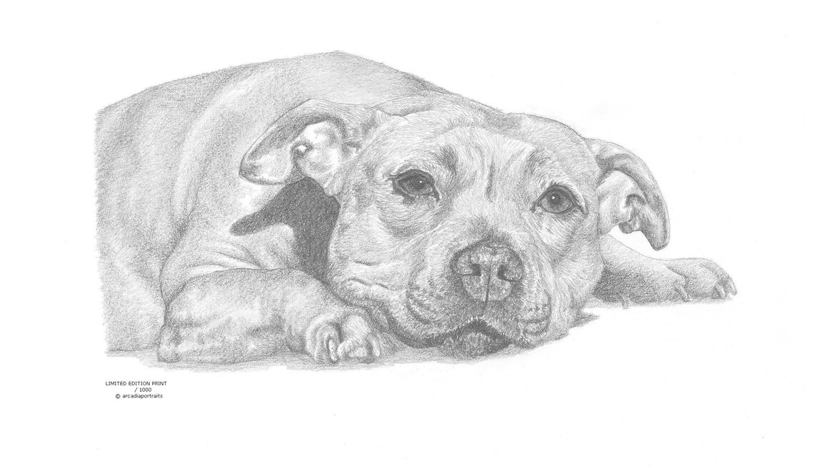 Staffordshire Bull Terrier Staffy, Staffie Dog no.1 Art Drawing Prints ...