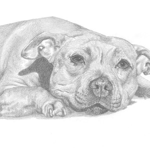 Staffordshire Bull Terrier Staffy, Staffie Dog no.1 Art Drawing Prints ...